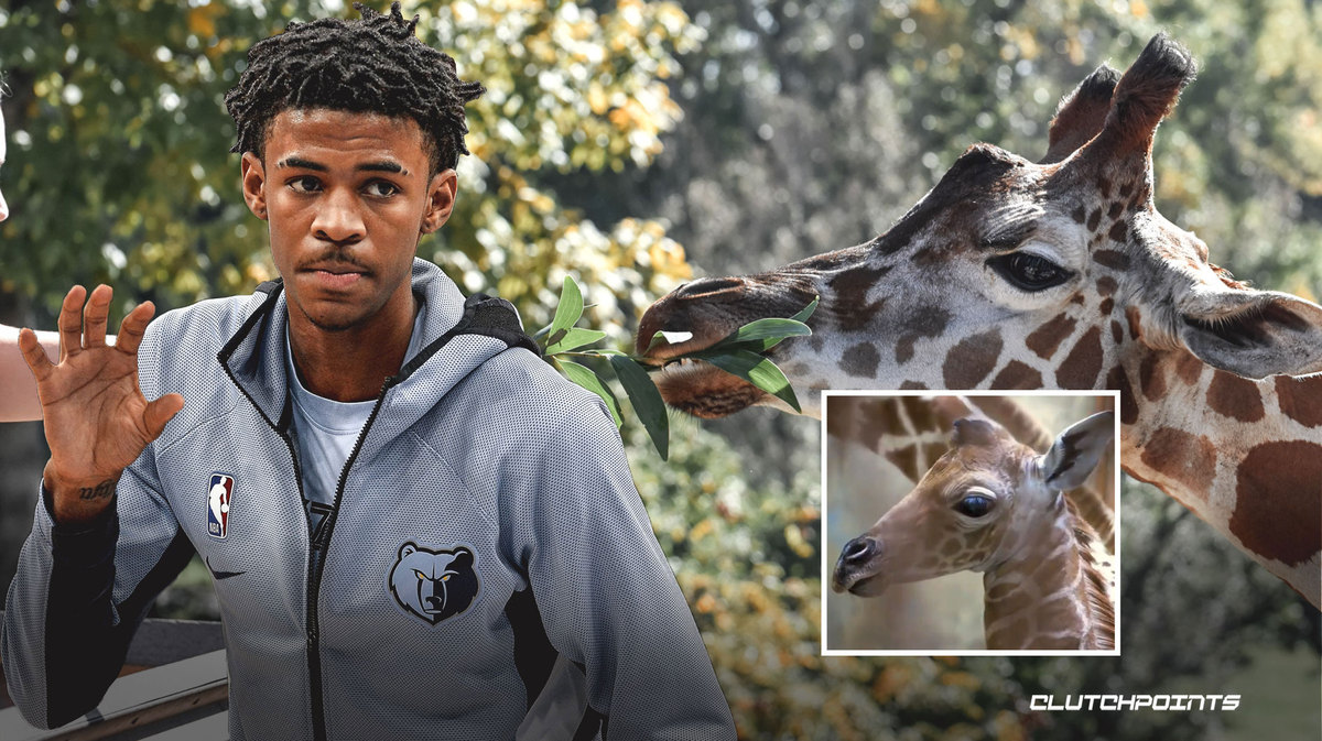 灰熊的Ja Morant在孟菲斯动物园以他的名字命名长颈鹿 - 球迷屋